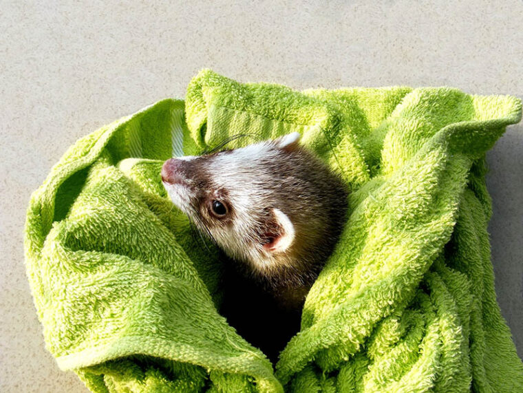 How to Bathe and Groom a Ferret: 6 Vet Reviewed Tips | Hepper Pet Resources