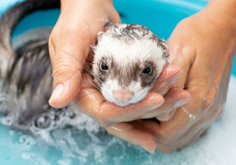 How to Bathe and Groom a Ferret: 6 Vet Reviewed Tips | Hepper Pet Resources