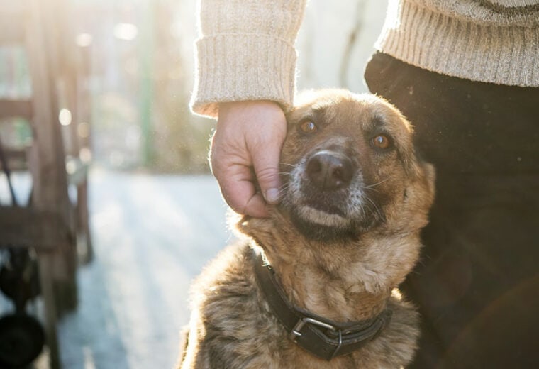 National Dog Week 2026: When It Is & How to Celebrate | Hepper Pet ...