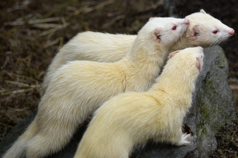What Is a Group of Ferrets Called? Vet-Approved Info & Facts | Hepper ...