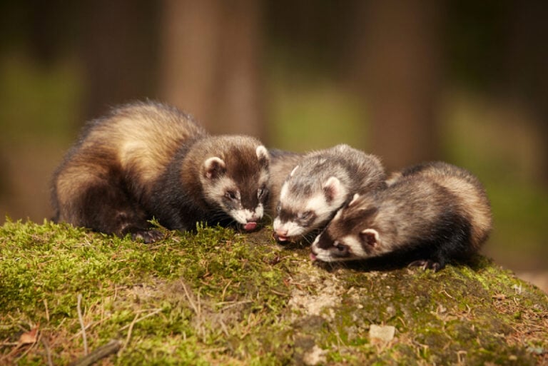 20 Fun Ferret Facts You Probably Didn't Know | Hepper Pet Resources