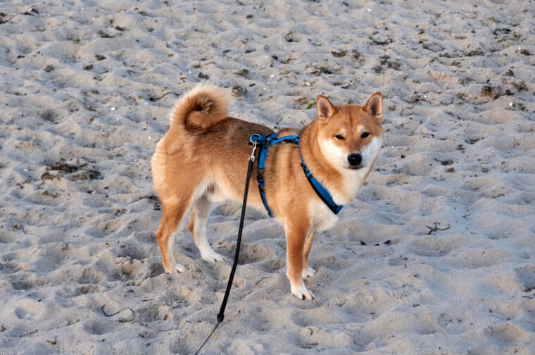 4 Shiba Inu Colors: Pictures, Facts & History | Hepper Pet Resources