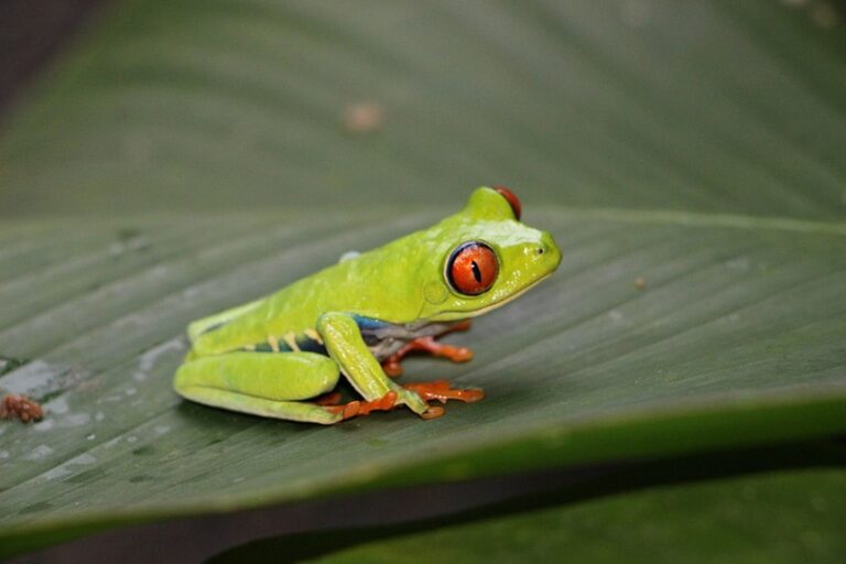 Red-Eyed Tree Frog: Lifespan, Diet, Pictures & Care Guide | Hepper Pet ...