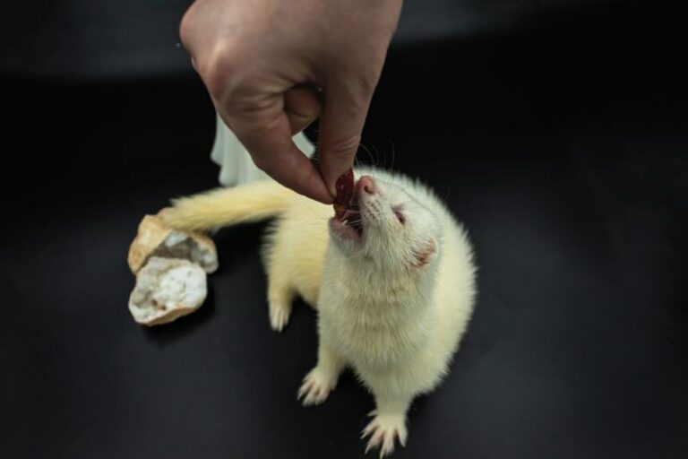 Albino Ferret: Info, Care, Pictures, Habitat & Traits | Hepper Pet ...
