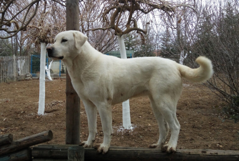 29 Dog Breeds That Start With A: The Complete List | Hepper Pet Resources