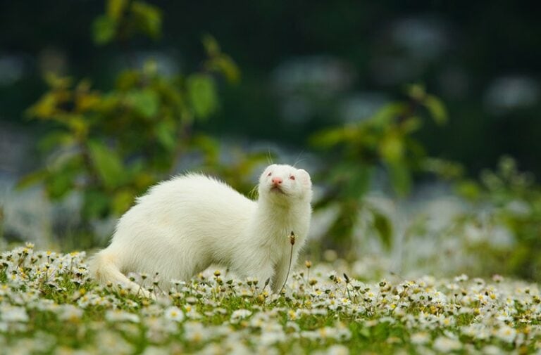 Ferret vs Cat: The Main Differences (With Pictures) | Hepper Pet Resources