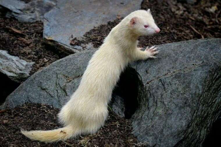 Albino Ferret: Info, Care, Pictures, Habitat & Traits | Hepper Pet ...