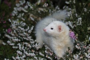 Albino Ferret: Info, Care, Pictures, Habitat & Traits | Hepper Pet ...