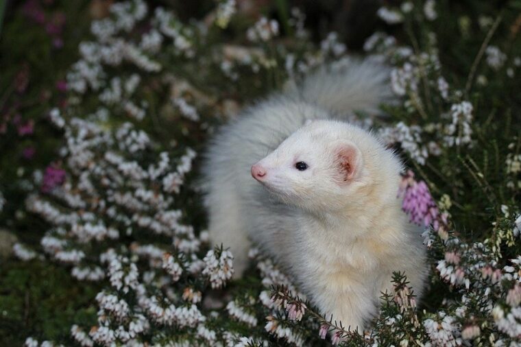 Albino Ferret: Info, Care, Pictures, Habitat & Traits | Hepper Pet ...