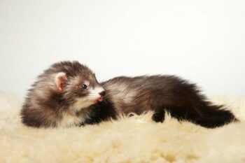 How Much Is a Ferret at Petco in 2025? Updated Price Guide | Hepper Pet ...