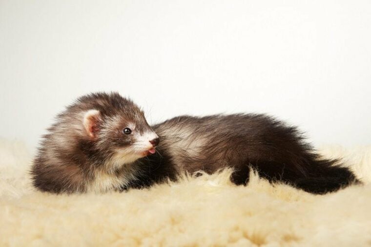 How Much Is a Ferret at Petco in 2025? Updated Price Guide | Hepper Pet ...