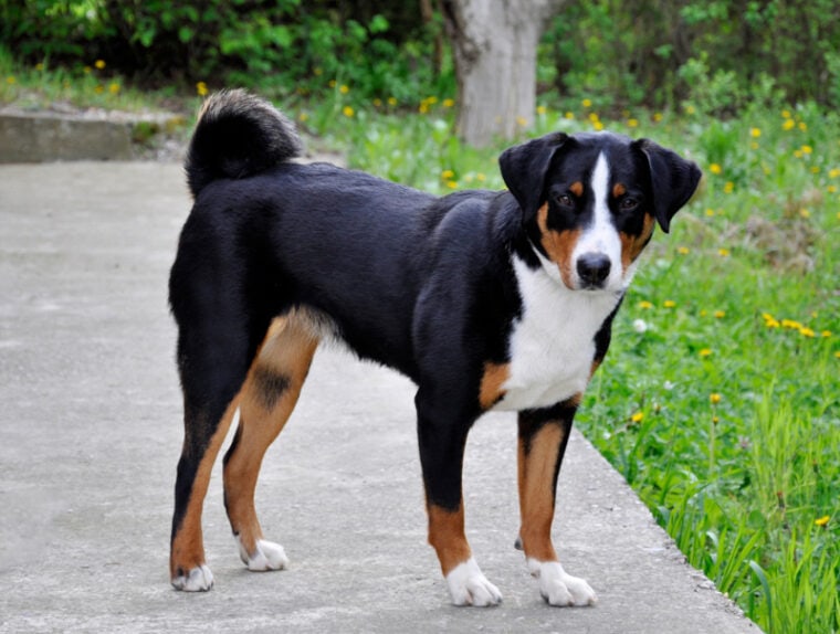 Top 15 Tricolored Dog Breeds: Info, Pictures, & Color Genetics ...