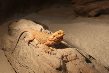 How Fast Can a Bearded Dragon Run? Speed Facts & FAQ | Hepper Pet Resources