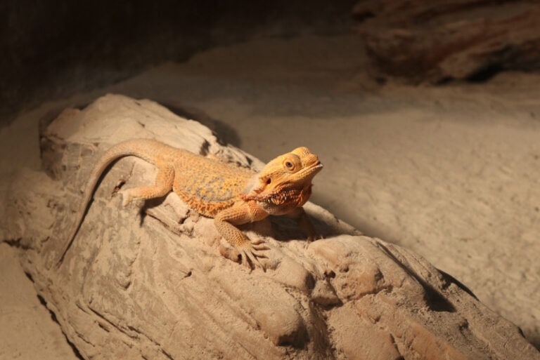 How Fast Can a Bearded Dragon Run? Vet-Reviewed Speed Facts & FAQ ...