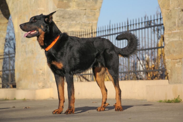 Beauceron: Pictures, Care Guide, Temperament & Traits | Hepper Pet ...