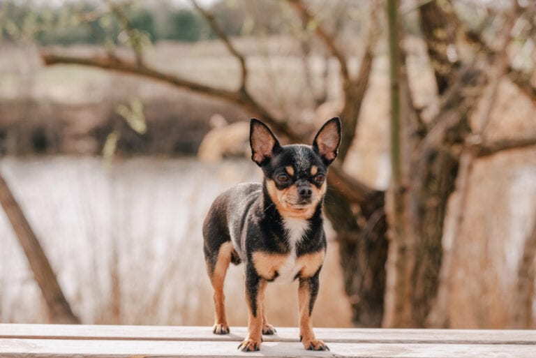 Top 15 Tricolored Dog Breeds: Info, Pictures, & Color Genetics ...