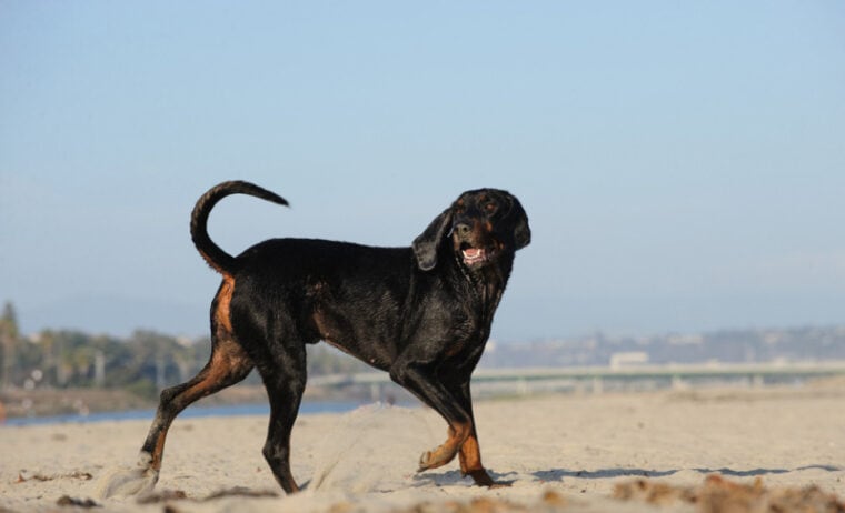 18 Black & Tan Dog Breeds: Info, Pictures, Facts & History | Hepper Pet ...