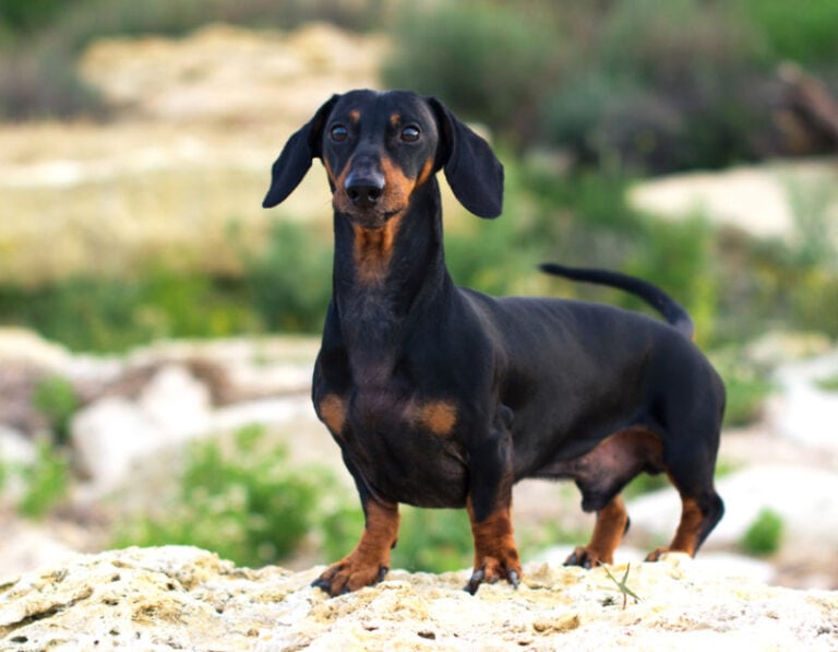 18 Black & Tan Dog Breeds: Info, Pictures, Facts & History | Hepper Pet ...