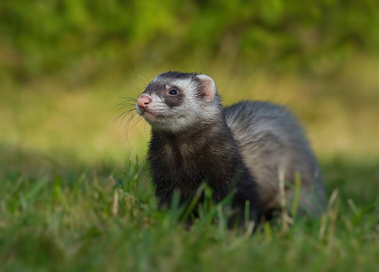 8 Types of Ferret Colors (With Info & Pictures) | Hepper Pet Resources
