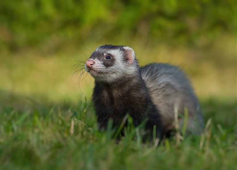 8 Types of Ferret Colors (With Info & Pictures) | Hepper Pet Resources