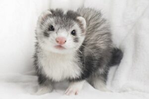 100+ Funky Ferret Names: Ideas for Your Furry Friend | Hepper Pet Resources