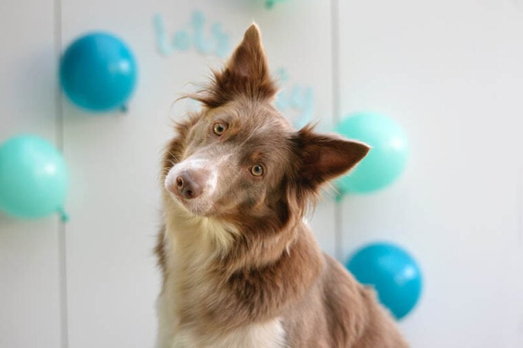 When Is World Collie Day? 2026 Update & How to Celebrate It | Hepper ...