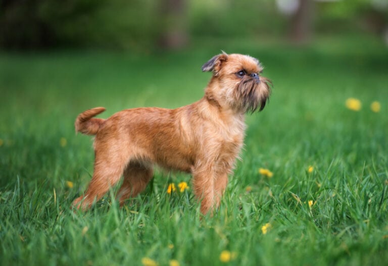 Brussels Griffon: Pictures, Info, Temperament & Traits | Hepper Pet ...