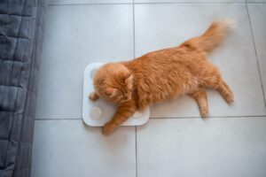 How to Weigh a Cat at Home: 5 Vet Approved Tips & Tricks | Hepper Pet ...