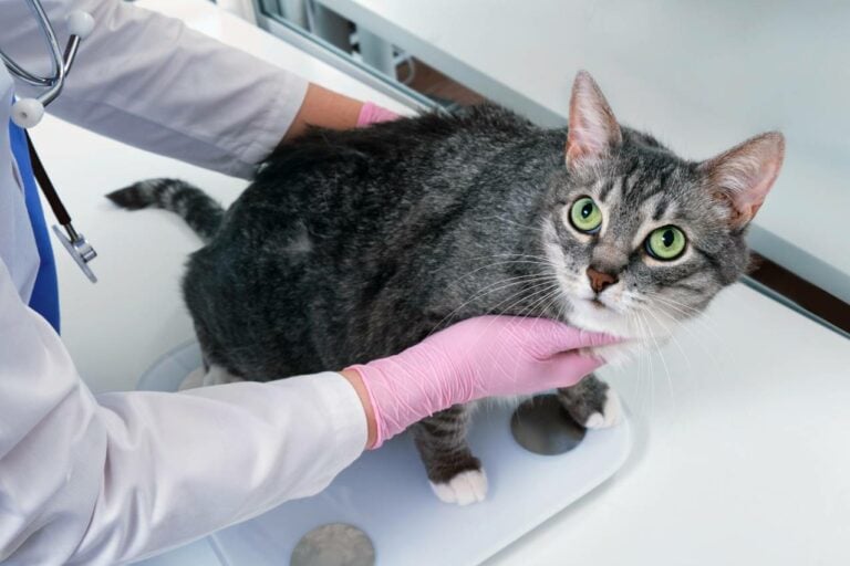 How to Determine a Cat's Body Condition Score: Vet-Reviewed Tips ...