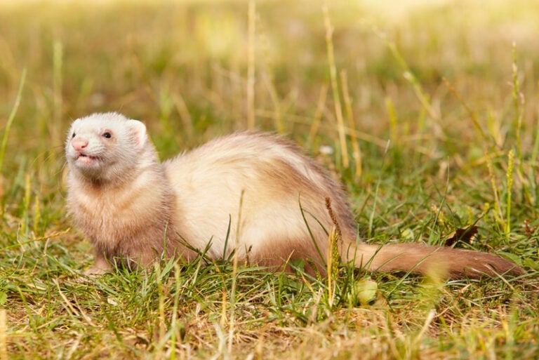 20 Fun Ferret Facts You Probably Didn't Know | Hepper Pet Resources
