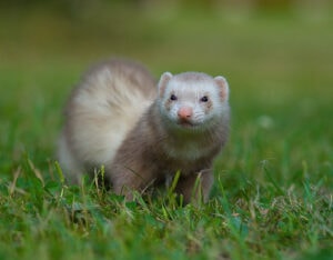 Are Ferrets Aggressive? Temperament & Posible Causes Explained | Hepper ...