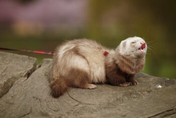 100+ Funky Ferret Names: Ideas for Your Furry Friend | Hepper Pet Resources