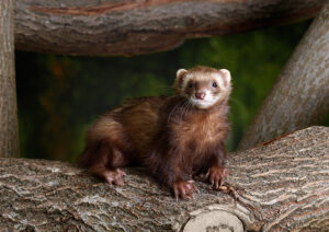 8 Types of Ferret Colors (With Info & Pictures) | Hepper Pet Resources