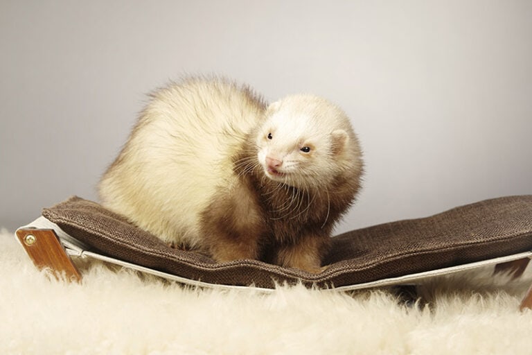 8 Types of Ferret Colors (With Info & Pictures) | Hepper Pet Resources