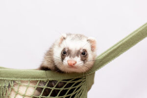 8 Types of Ferret Colors (With Info & Pictures) | Hepper Pet Resources