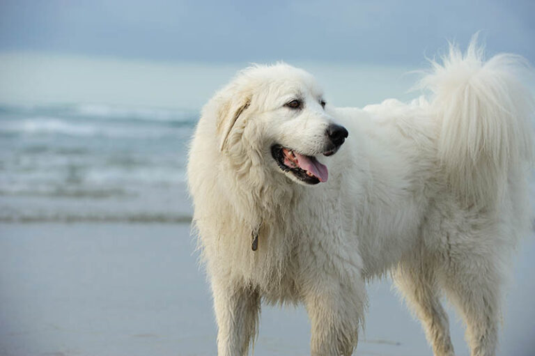 12 Great Pyrenees Pros & Cons You Should Know | Hepper Pet Resources