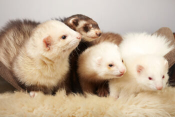 8 Types of Ferret Colors (With Info & Pictures) | Hepper Pet Resources