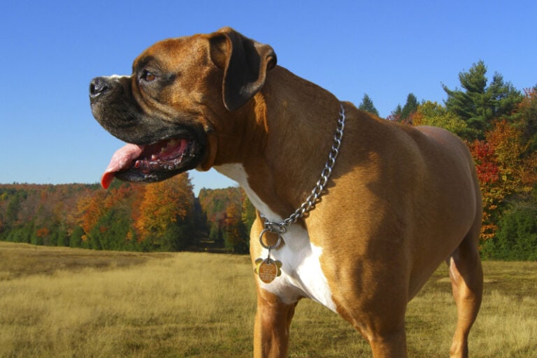 Top 15 Tricolored Dog Breeds: Info, Pictures, & Color Genetics ...