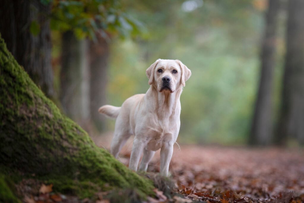 7 Most Popular Dog Breeds in Arizona: Updated in 2026 (With Info ...