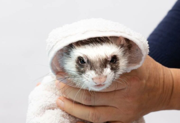 How to Bathe and Groom a Ferret: 6 Vet Reviewed Tips | Hepper Pet Resources