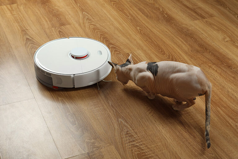 Why Do Cats Ride Roombas? Feline Behavior Explained | Hepper Pet Resources