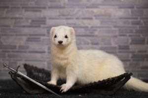 20 Fun Ferret Facts You Probably Didn't Know | Hepper Pet Resources