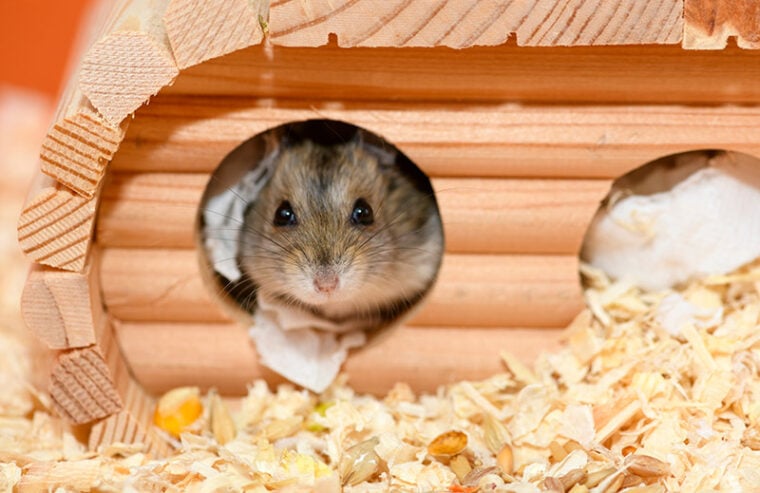 Can Hamsters Live Together in the Same Cage? Types & Vet-Verified ...