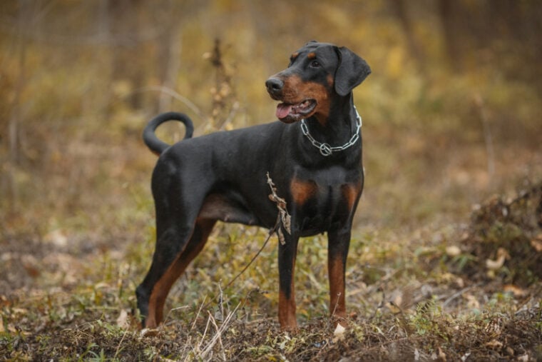 German Pinscher vs Doberman Pinscher: What’s the Difference? | Hepper ...