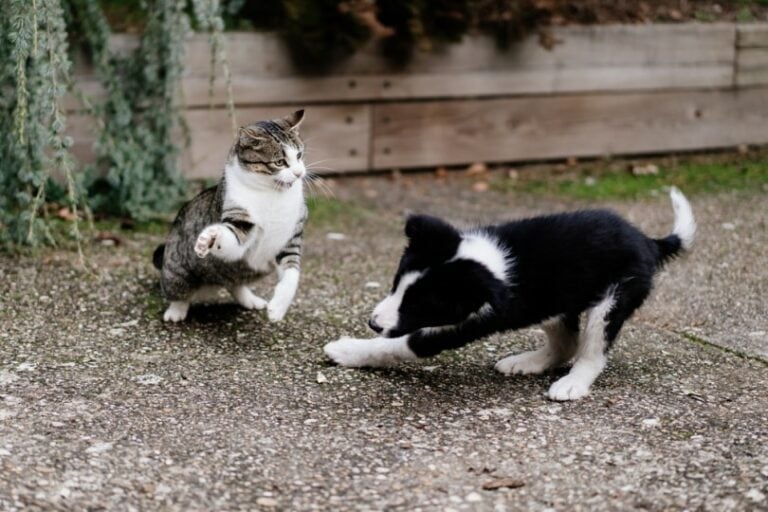 Why Does My Dog Chase Cats? Vet-Reviewed Behavior Facts and Tips ...
