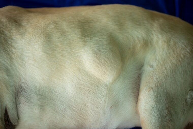 Lipoma in Dogs: Signs, Causes & Treatment (Vet Answer) | Hepper Pet ...
