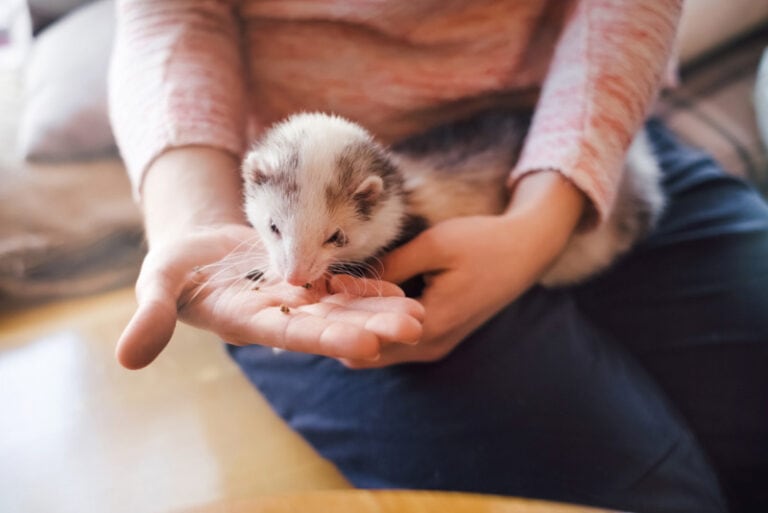 How Much Do Ferrets Cost in 2025? Updated Price Guide | Hepper Pet ...