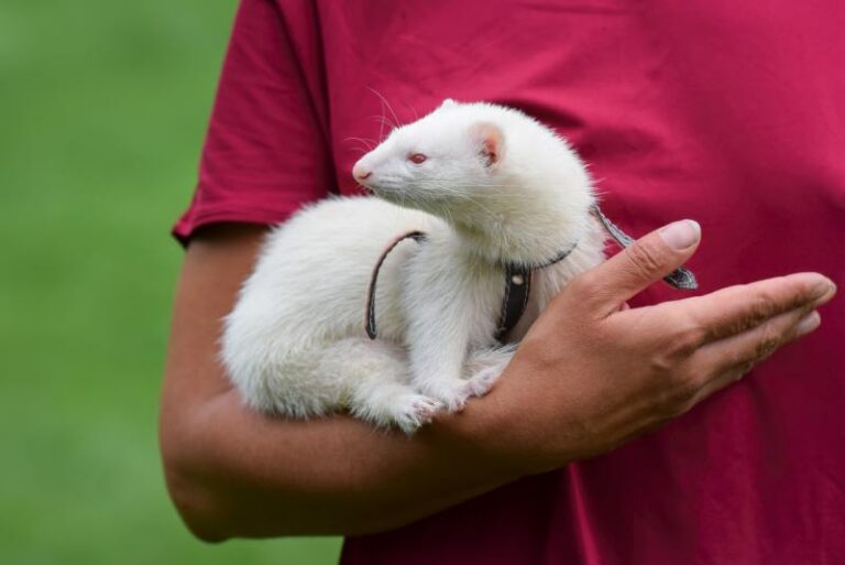 How to Train a Ferret: 10 Vet-Approved Tips & Tricks | Hepper Pet Resources