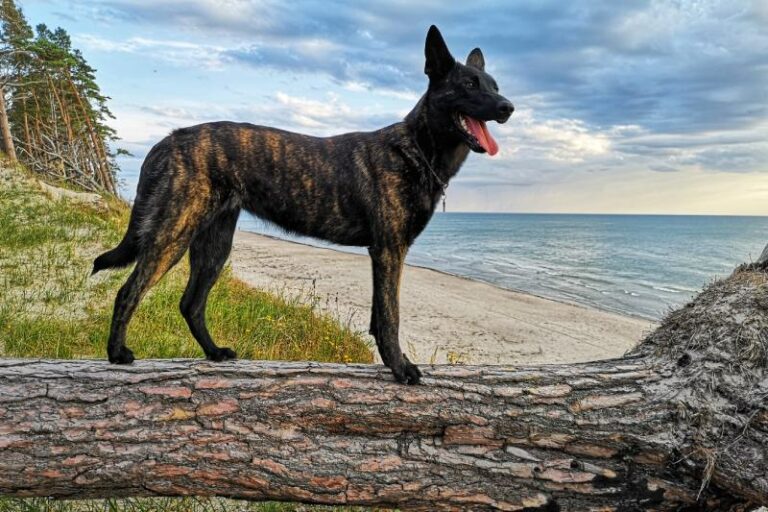 12 Dutch Dog Breeds: Info, Pictures, Facts & History | Hepper Pet Resources