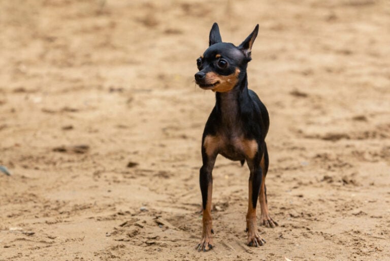 18 Black & Tan Dog Breeds: Info, Pictures, Facts & History | Hepper Pet ...
